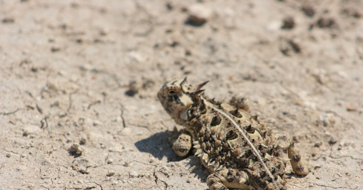 Optima National Wildlife Refuge | U.S. Fish & Wildlife Service