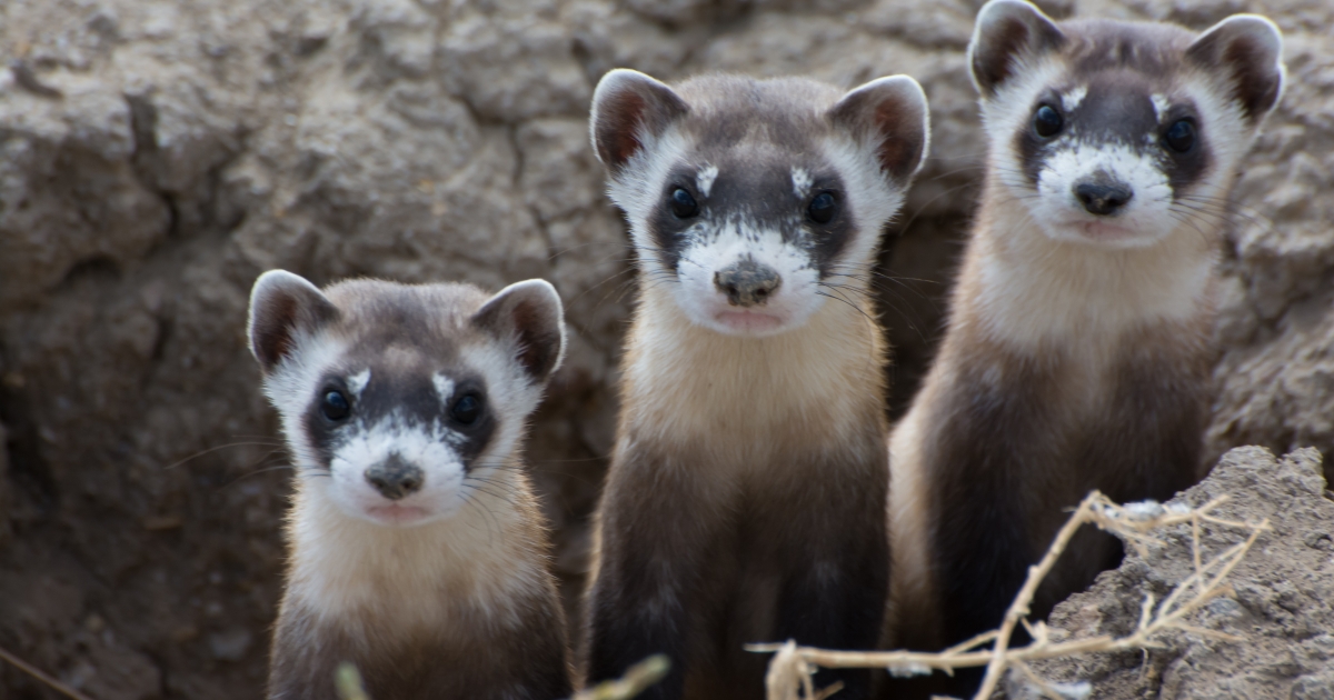 Black Footed Ferret Recovery | U.S. Fish & Wildlife Service