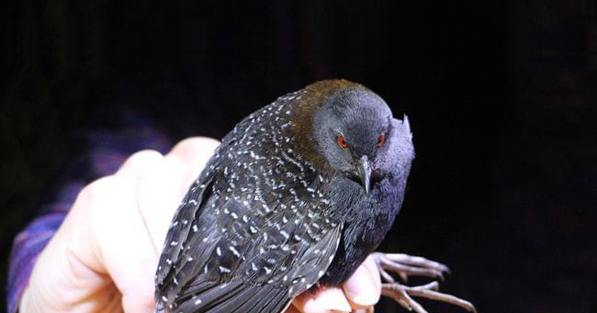 Eastern Black Rail (Laterallus jamaicensis jamaicensis) | U.S. Fish ...