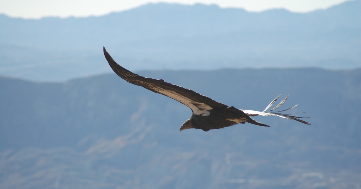 California Condor Recovery Program | Initiatives | U.S. Fish & Wildlife ...