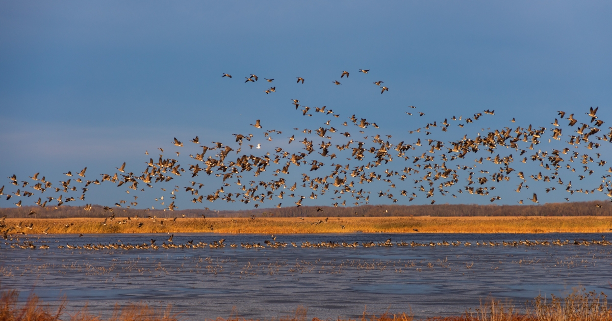 Federal Duck Stamp Gallery | U.S. Fish & Wildlife Service