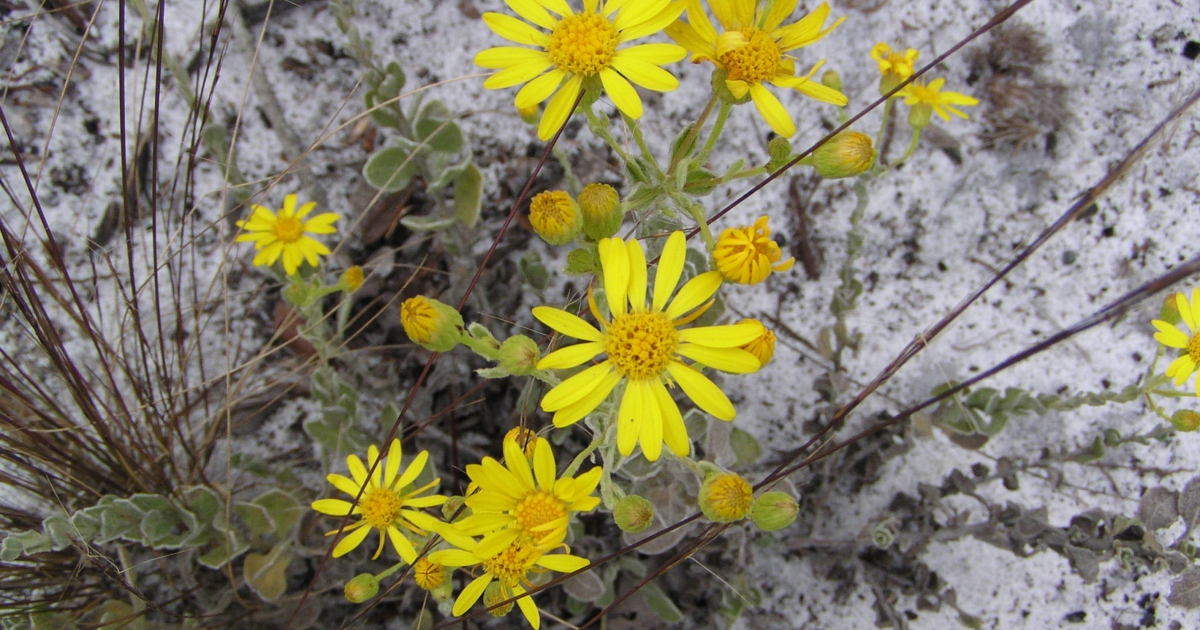 golden aster