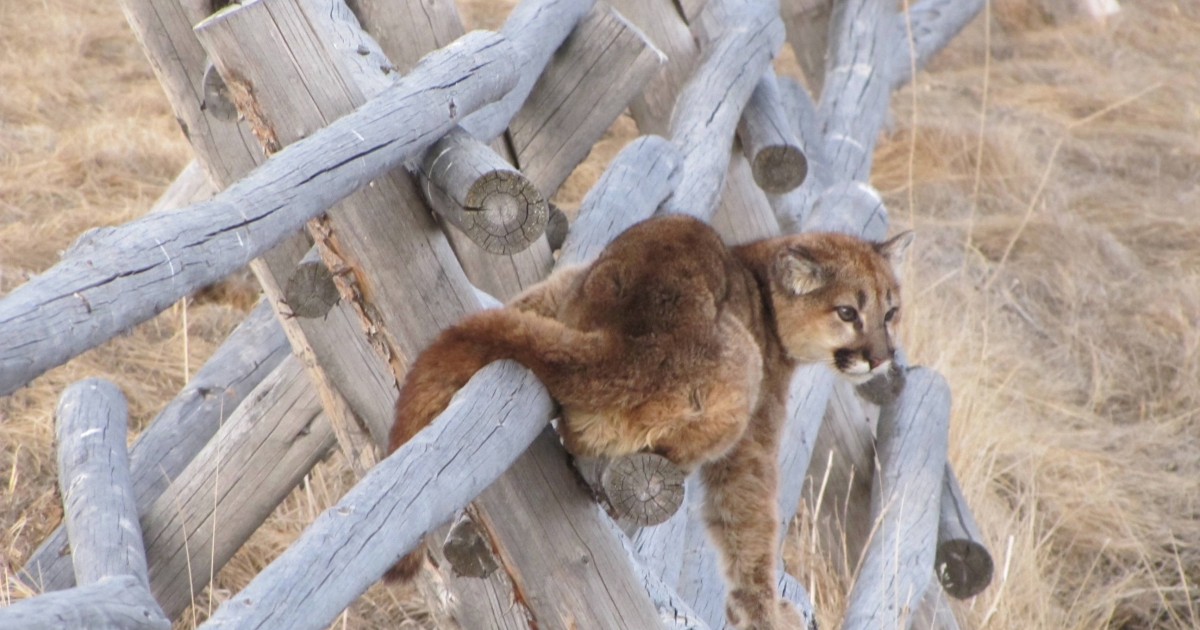 Mountain Lion Safety | U.S. Fish & Wildlife Service