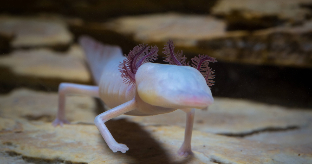 Texas Blind Salamander (Eurycea rathbuni) | U.S. Fish & Wildlife Service