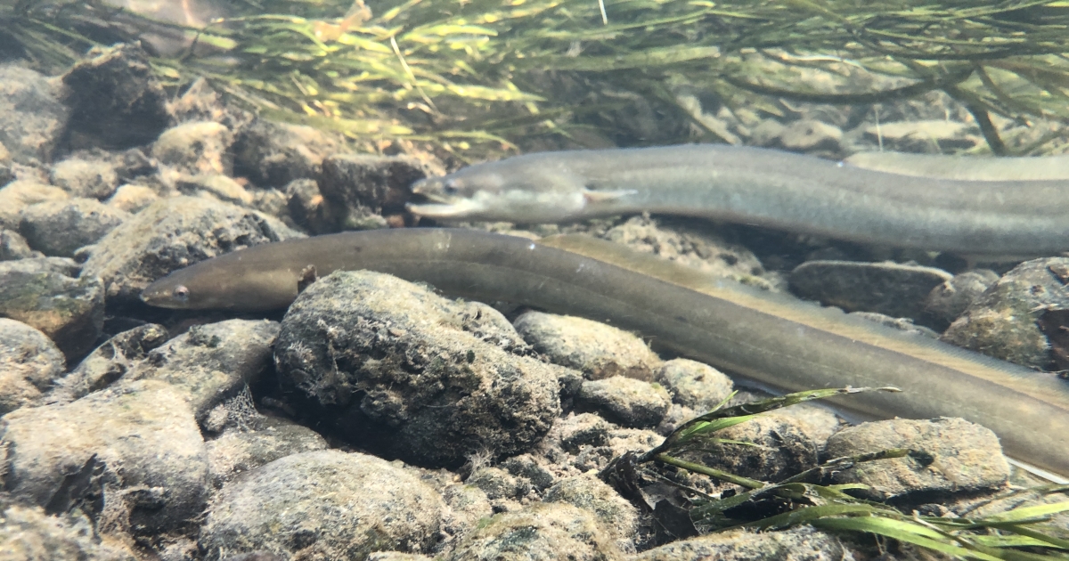 american eel conservation status
