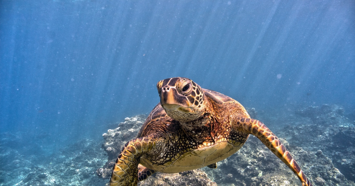 Green Sea Turtle | U.S. Fish & Wildlife Service