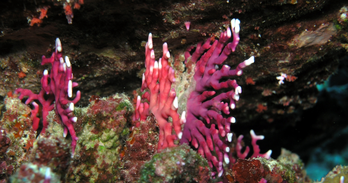 Distichopora violacea (Distichopora violacea) | U.S. Fish & Wildlife ...