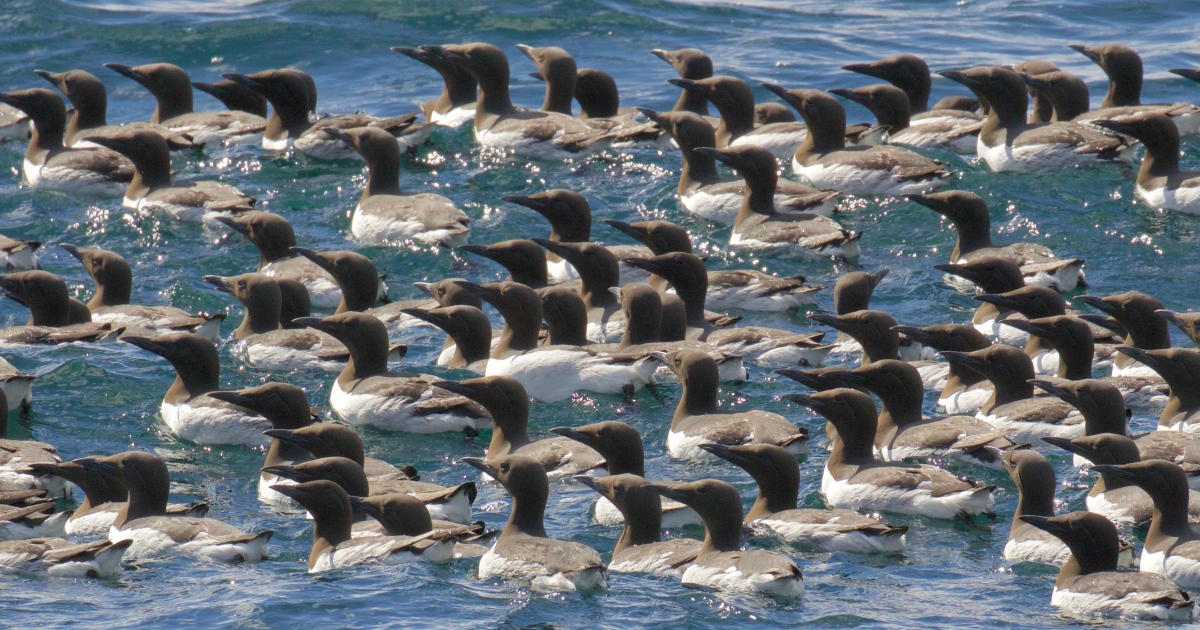 Seabirds of the Pacific Northwest | U.S. Fish & Wildlife Service
