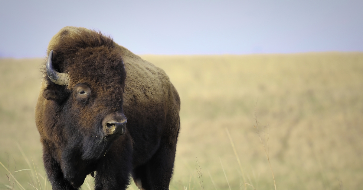 Plains Bison (Bison bison bison) | U.S. Fish & Wildlife Service