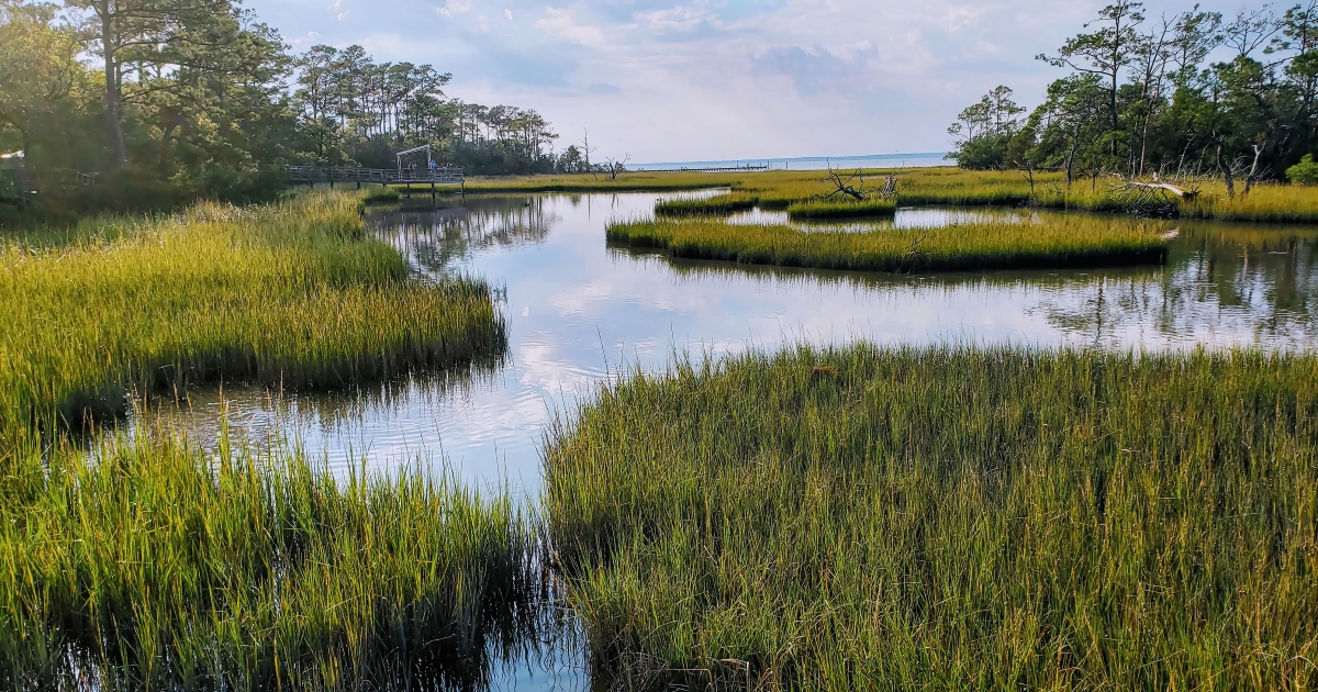 salt marsh ecosystem services