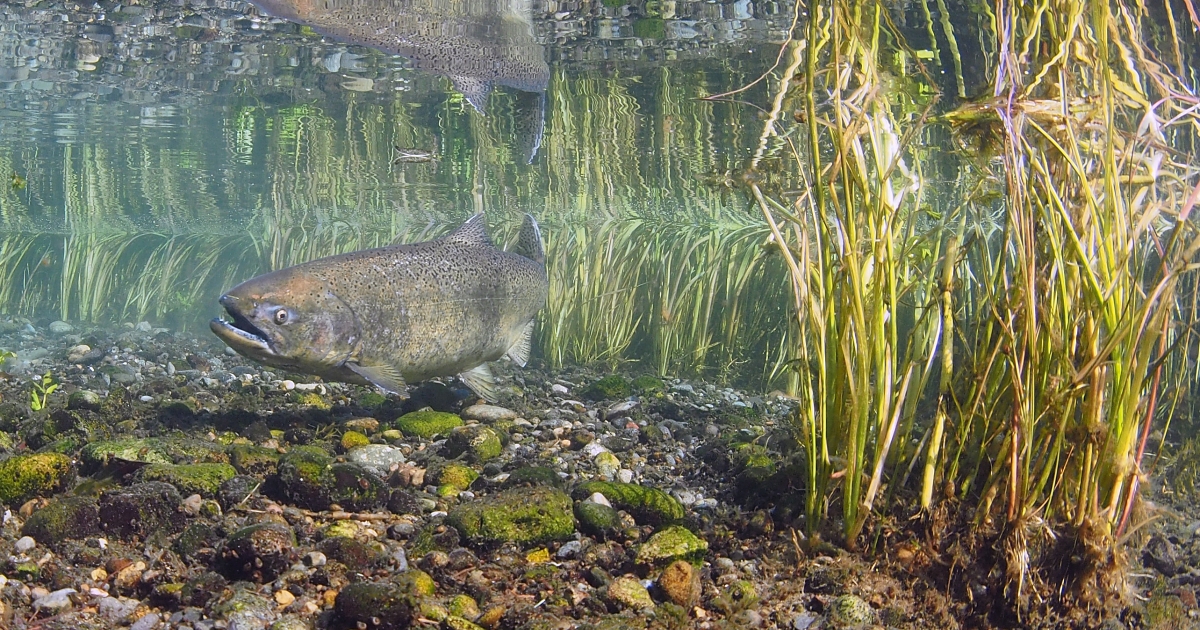 Spring Chinook at Winthrop National Fish Hatchery | U.S. Fish ...