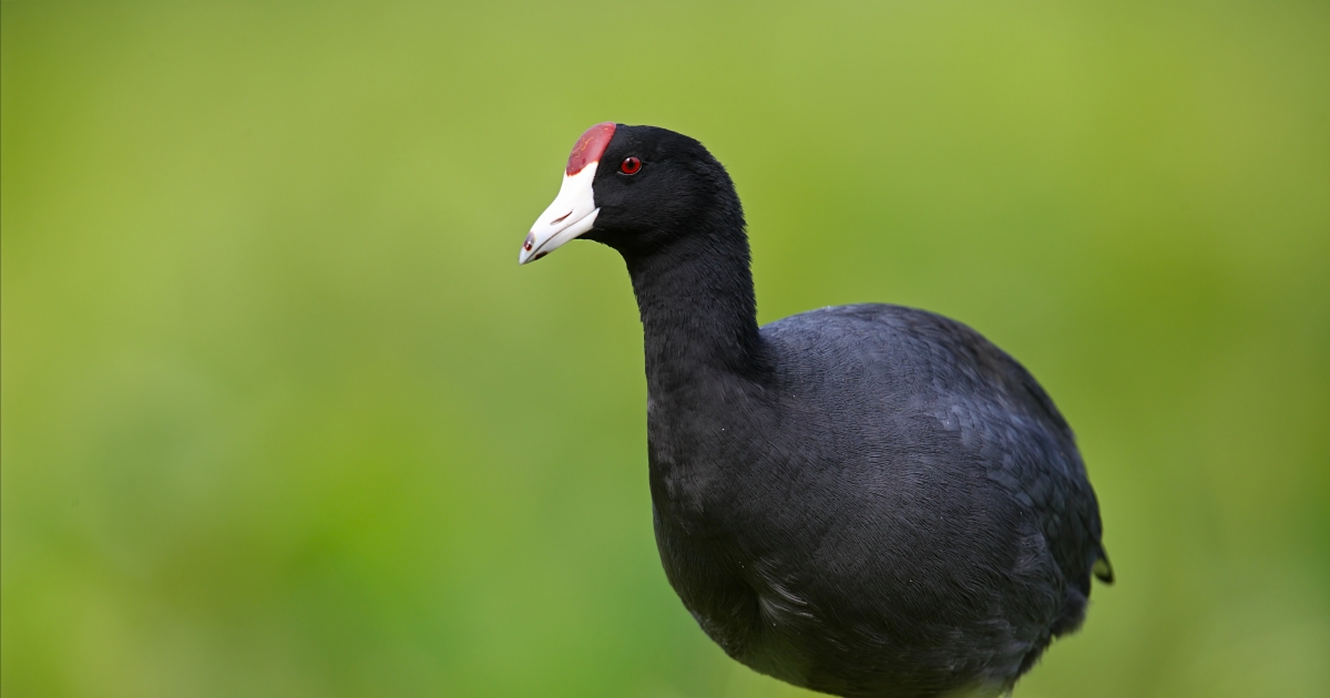 Hawaiian Coot (Fulica americana alai) | U.S. Fish & Wildlife Service