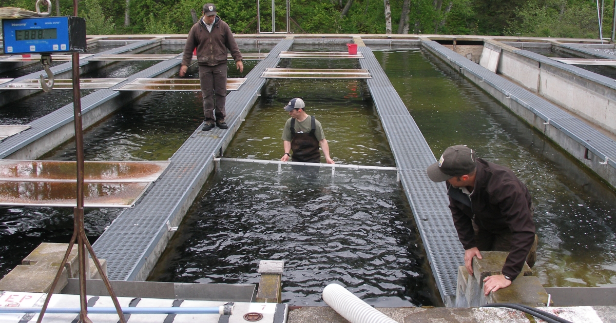 affcot hatchery