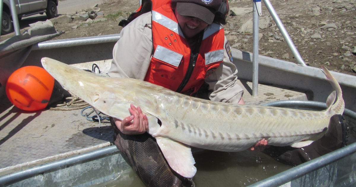 Missouri River Fish and Wildlife Conservation Office | U.S. Fish ...