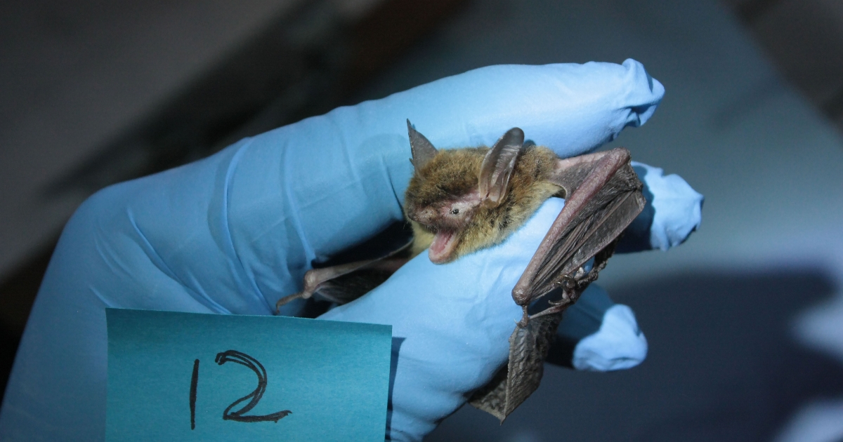Range-wide Indiana Bat and Northern long-eared Bat Survey Guidelines ...