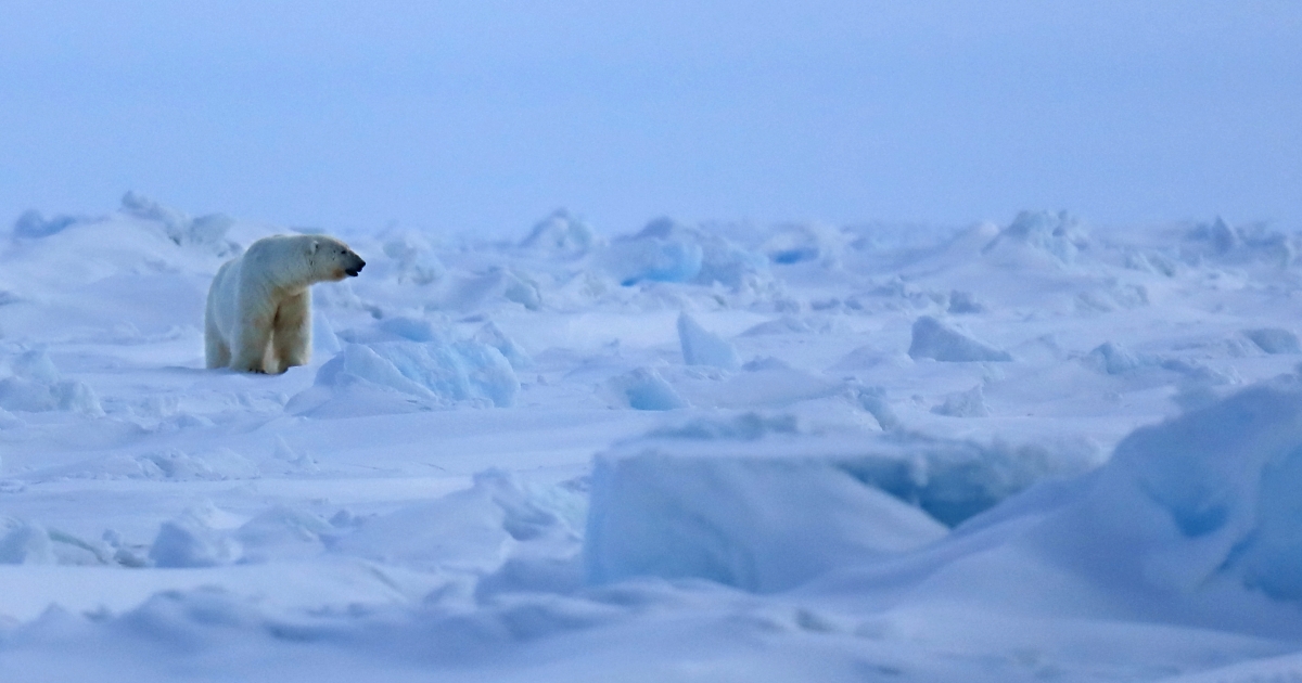 are polar bears endangered or threatened