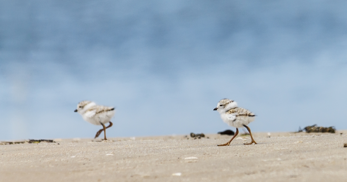 Official Coastal Barrier Resources System Maps | U.S. Fish & Wildlife ...
