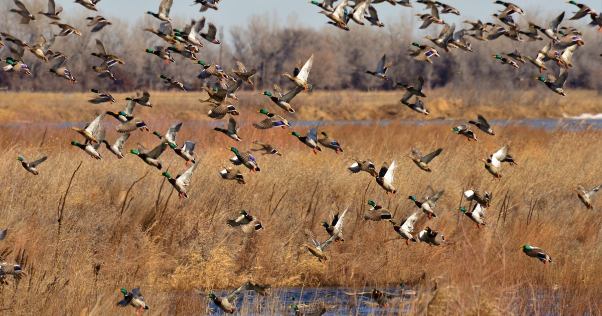 Morgan Brake National Wildlife Refuge | U.S. Fish & Wildlife Service