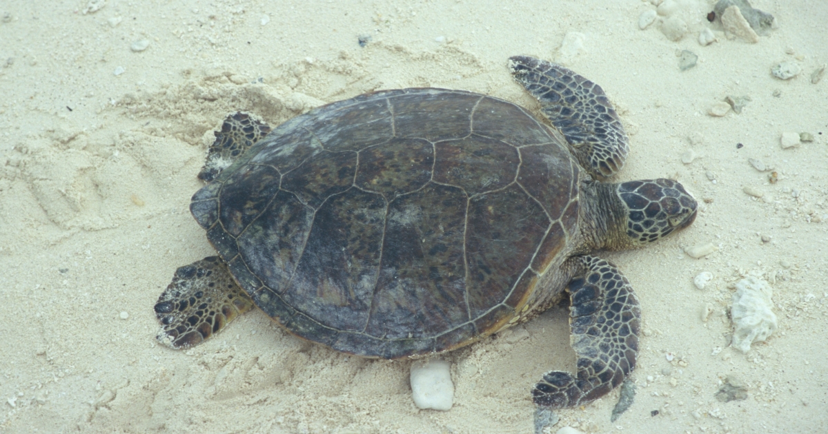 sea green turtle