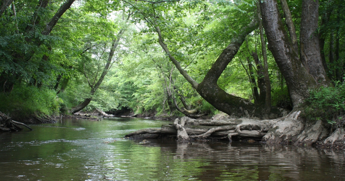 Summary of the Atlantic pigtoe- final 4(d) rule | U.S. Fish & Wildlife ...