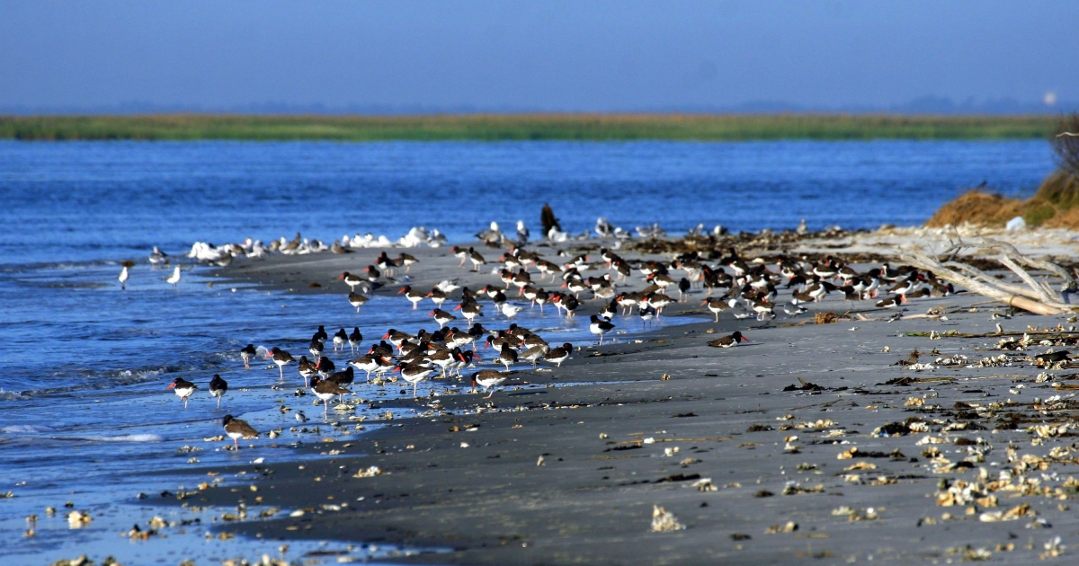 Wolf Island National Wildlife Refuge | U.S. Fish & Wildlife Service