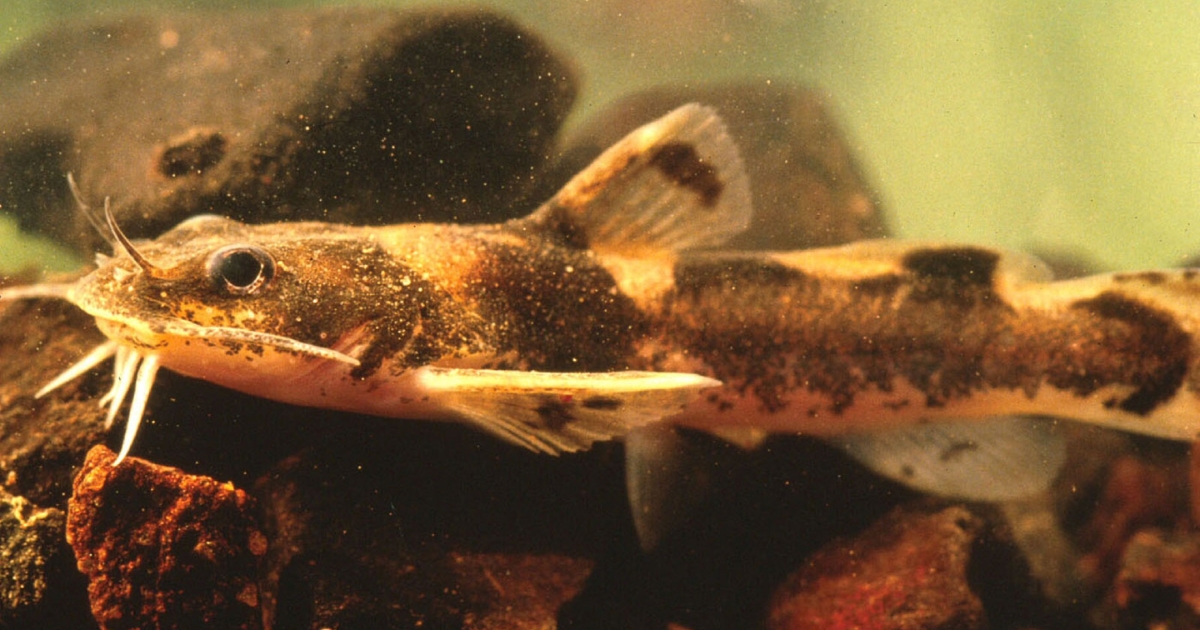 Carolina Madtom (Noturus furiosus) | U.S. Fish & Wildlife Service