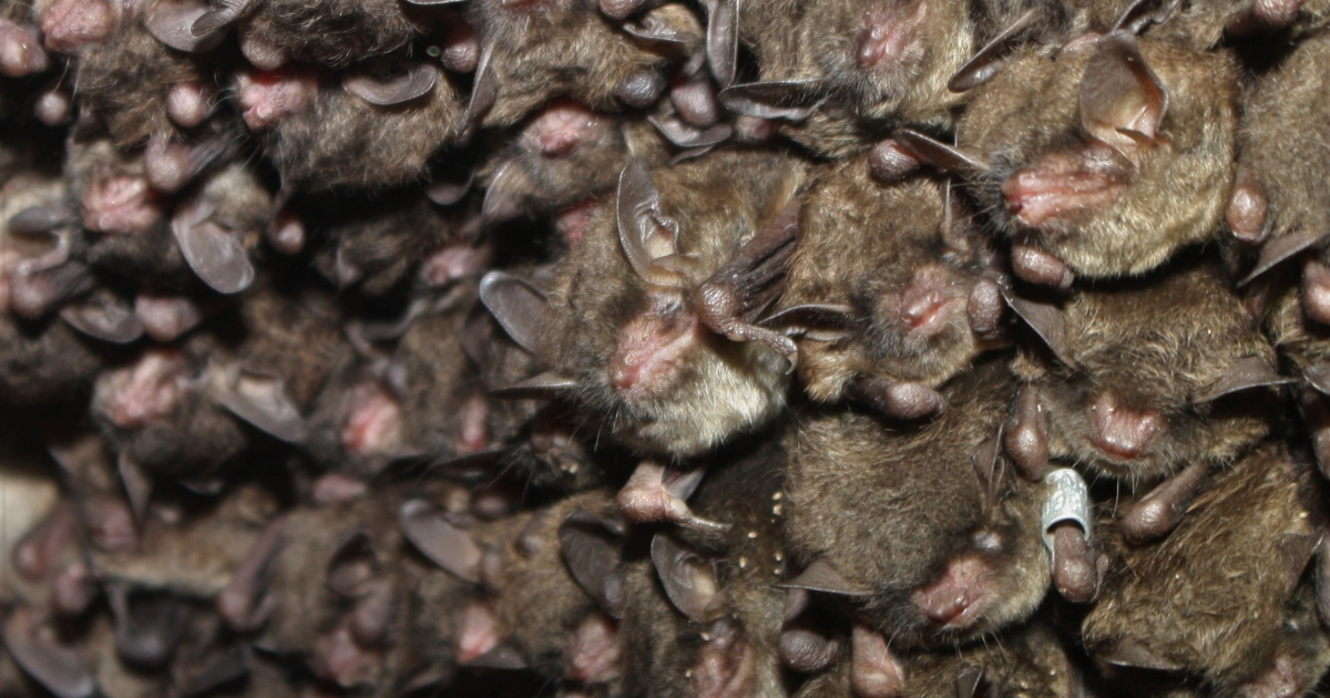 Indiana Bat (Myotis sodalis) | U.S. Fish & Wildlife Service