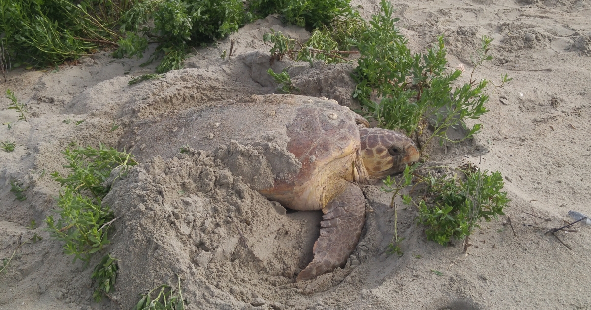 Cape Romain National Wildlife Refuge | U.S. Fish & Wildlife Service