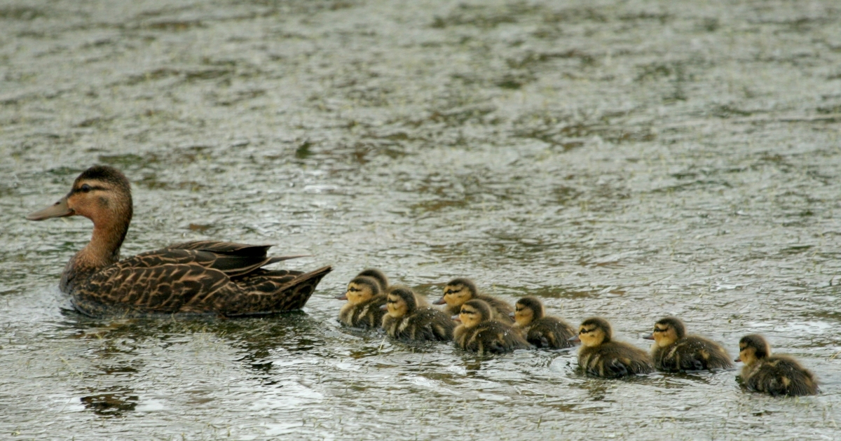 Mottled Duck (Anas fulvigula) | U.S. Fish & Wildlife Service