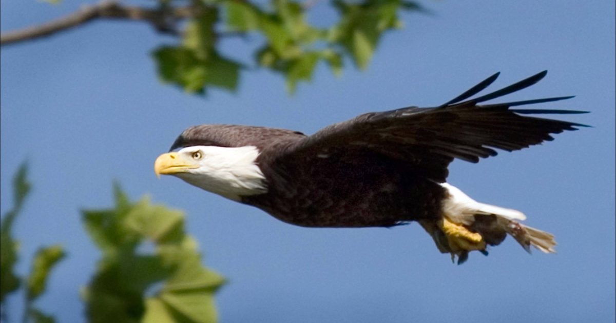 Eagle Repository Documents & Forms | U.S. Fish & Wildlife Service