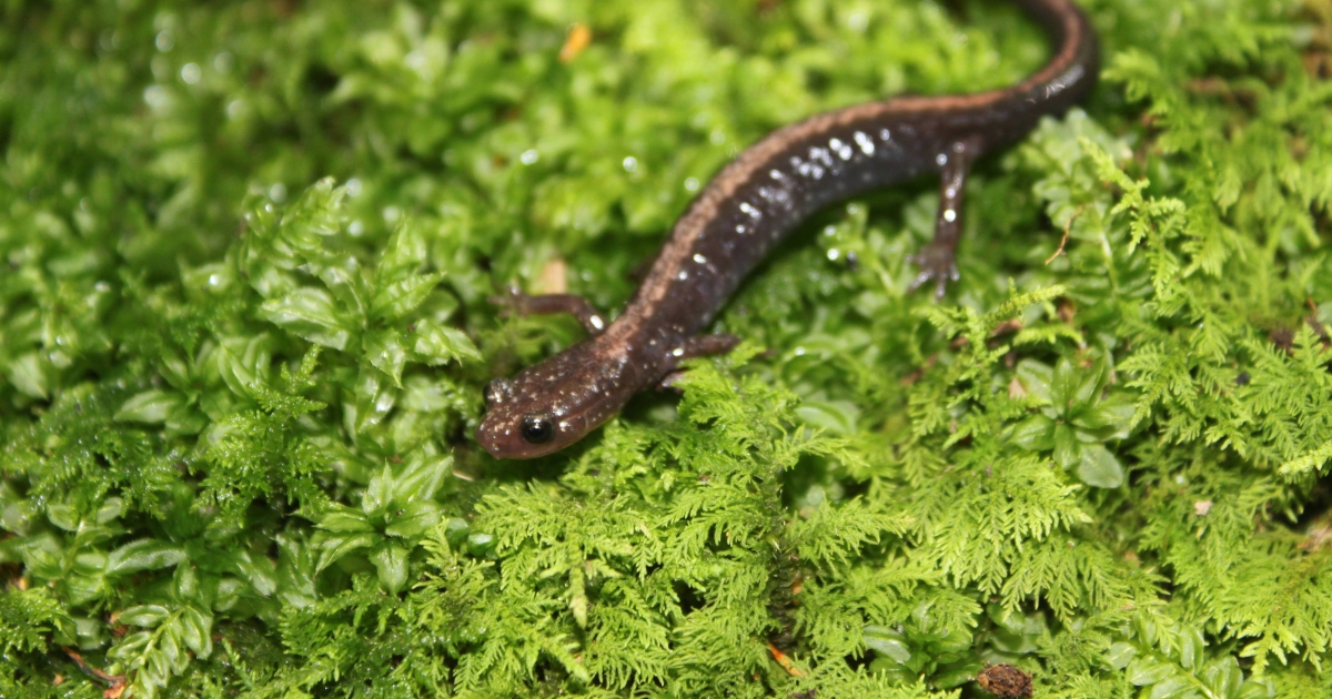 Shenandoah Salamander (Plethodon shenandoah) | U.S. Fish & Wildlife Service