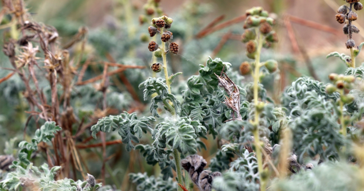 Dwarf Bur Ragweed (Ambrosia pumila) | U.S. Fish & Wildlife Service