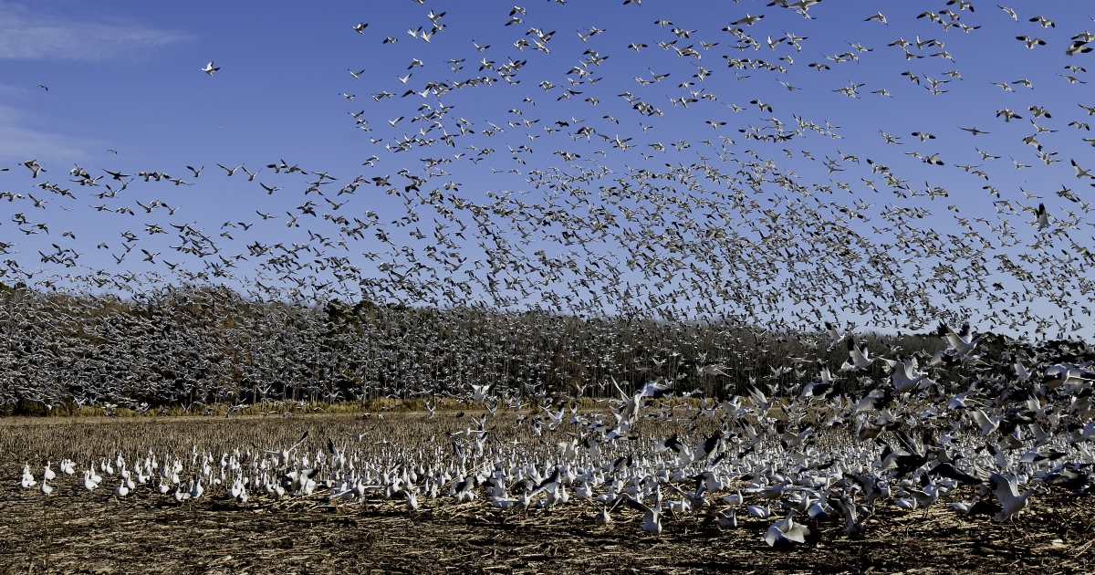 Pocosin Lakes National Wildlife Refuge | U.S. Fish & Wildlife Service
