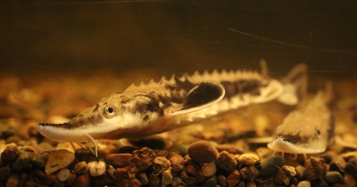 The National Fish Hatchery System Supports Aquatic Conservation | U.S ...