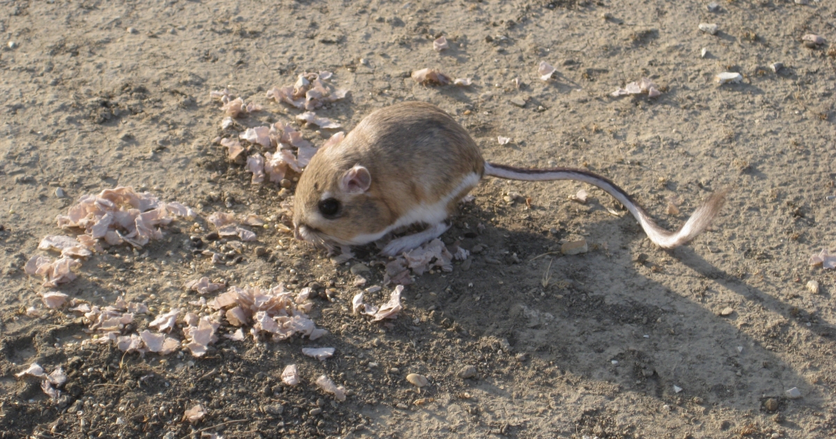 kangaroo rat killer