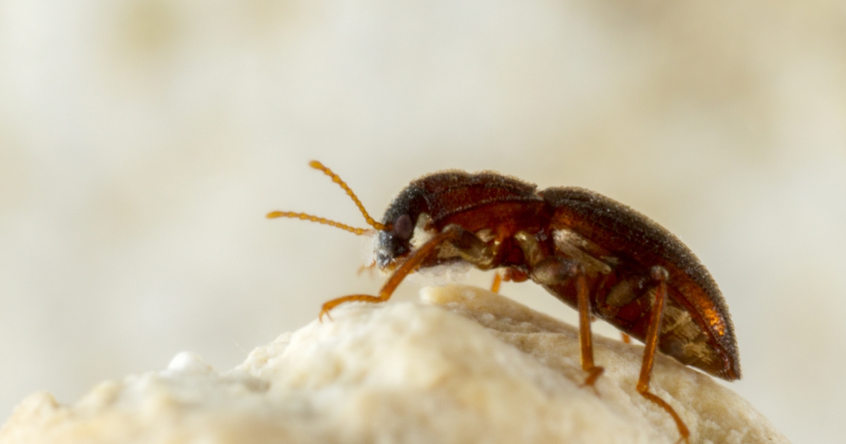 Comal Springs Riffle Beetle (Heterelmis comalensis) | U.S. Fish ...