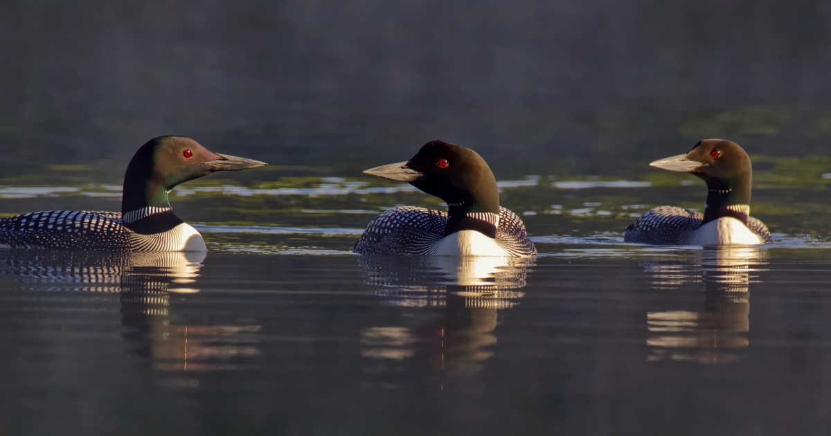 Common Loon (Gavia immer) | U.S. Fish & Wildlife Service
