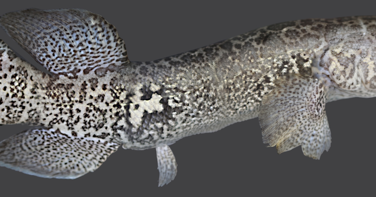 Alaska Blackfish | U.S. Fish & Wildlife Service