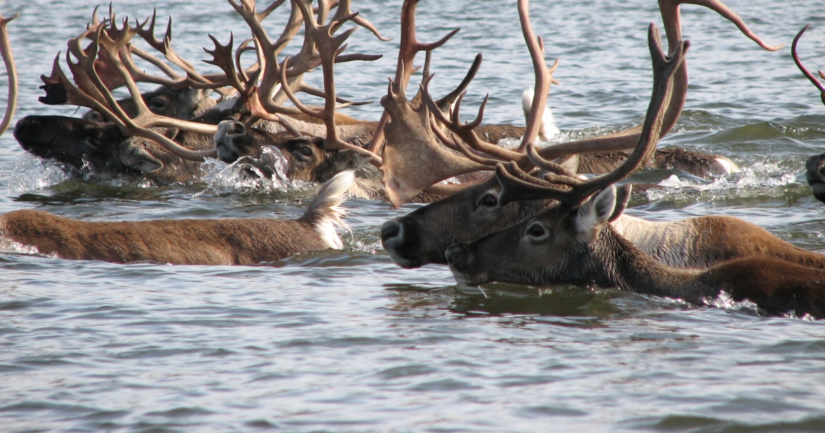 Caribou Keep It Cool in the Cold | U.S. Fish & Wildlife Service
