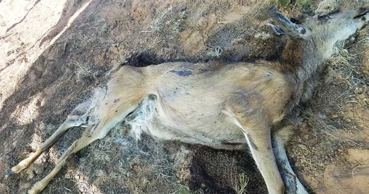 How Maggots Help Game Wardens Fight Poachers | U.S. Fish & Wildlife Service