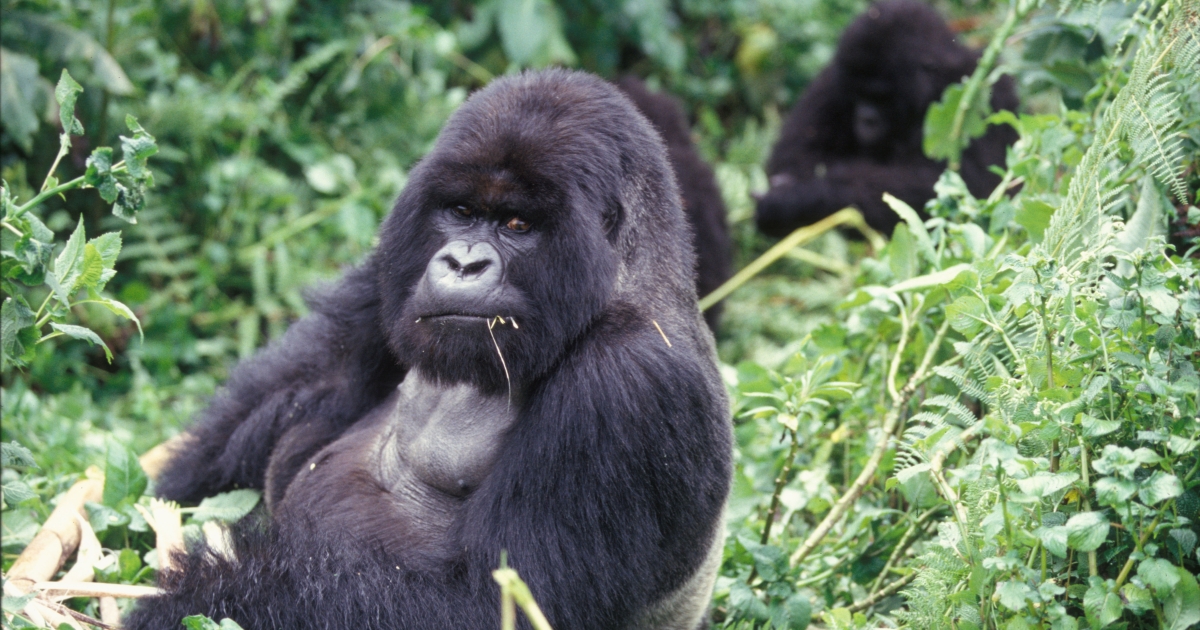 Mountain Gorilla (Gorilla beringei beringei) | U.S. Fish & Wildlife Service