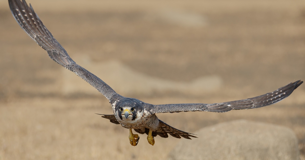 Peregrine Falcon Hunting A Duck