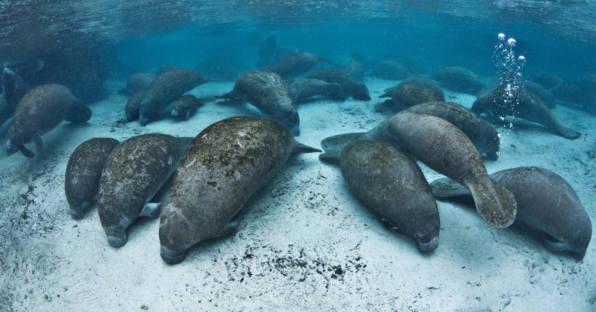 Manatee Conservation in Georgia | U.S. Fish & Wildlife Service