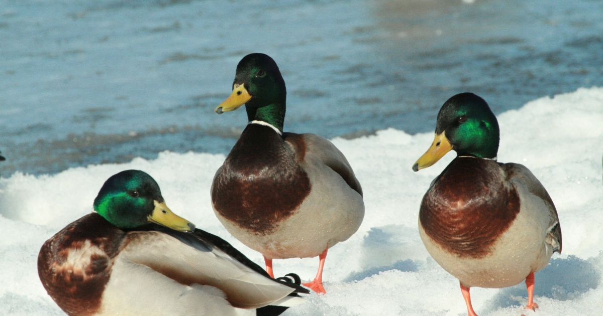 mallard ducks