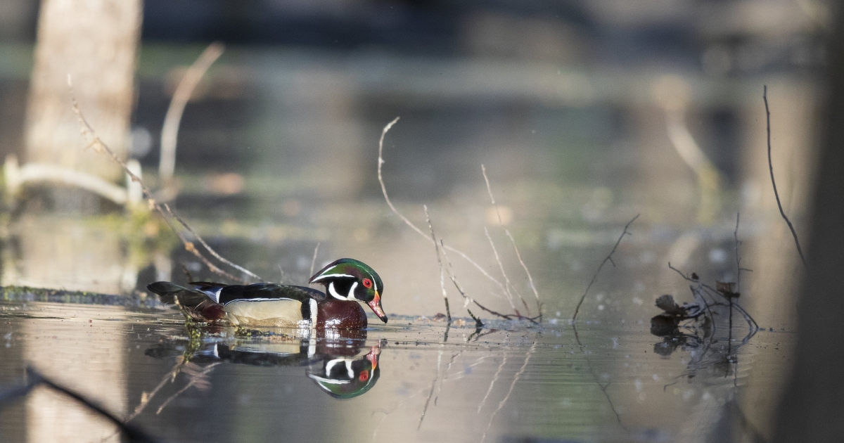 We’re Not Wood Ducking Around: A Survival Story | U.S. Fish & Wildlife ...