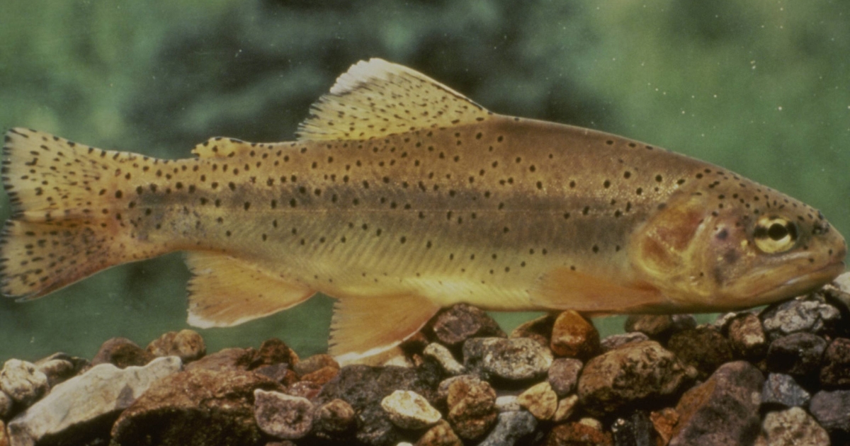 Amazing Apache Trout | U.S. Fish & Wildlife Service