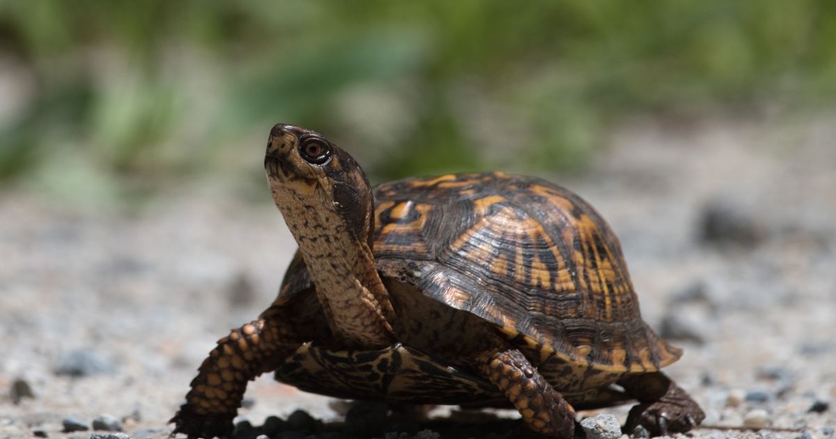 Cutting-Edge Conservation Innovations Garner Theodore Roosevelt Genius ...