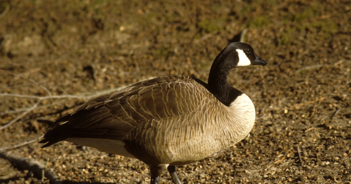 Waterfowl damage | U.S. Fish & Wildlife Service
