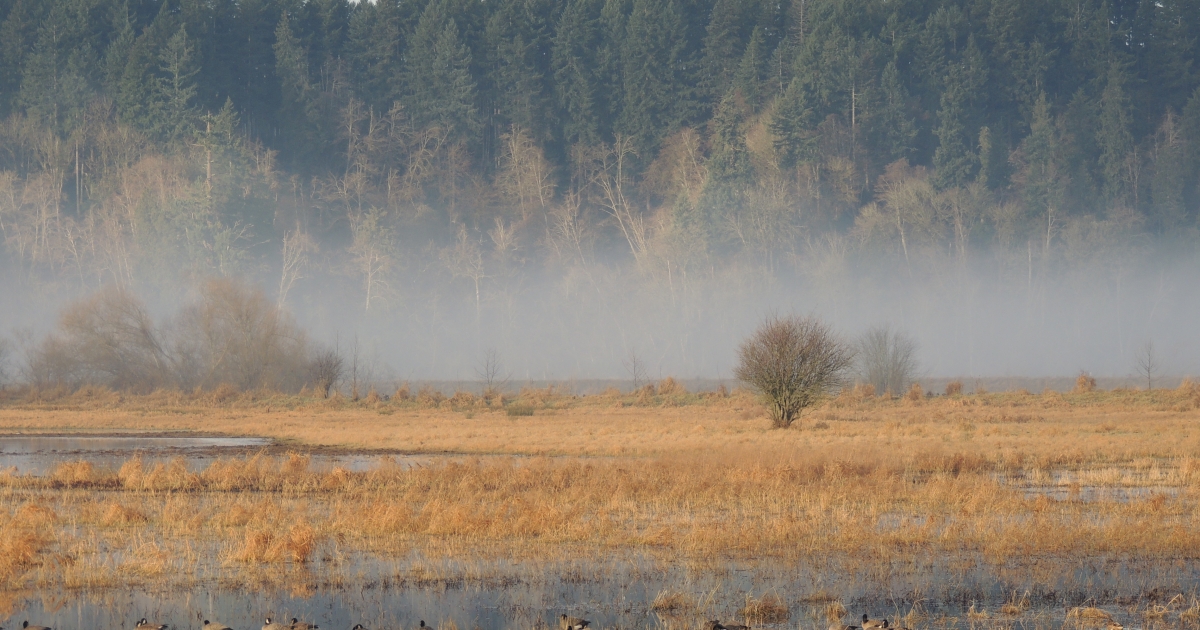 Billy Frank Jr. Nisqually National Wildlife Refuge | Visit Us | U.S ...