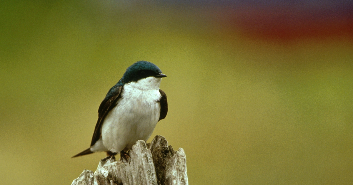 Nuisance swallows | U.S. Fish & Wildlife Service